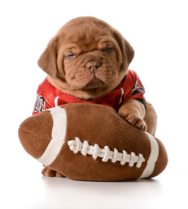 Game day with your pup: Making football parties dog-friendly while ...